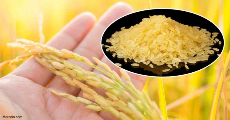 Genetically Modified Food Can Save Lives & Golden Rice Is A Perfect Example