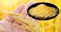 Genetically Modified Food Can Save Lives & Golden Rice Is A Perfect Example